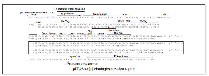 pET28a 质粒_分子生物学_湖南甲骨文生物医药有限公司官网